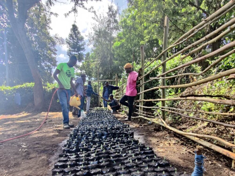 Tree Planting in Kenya
